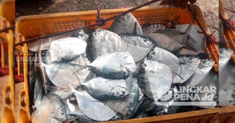 Nelayan Palabuhanratu Dibanjiri Tangkapan Ikan Semar – LINGKAR PENA